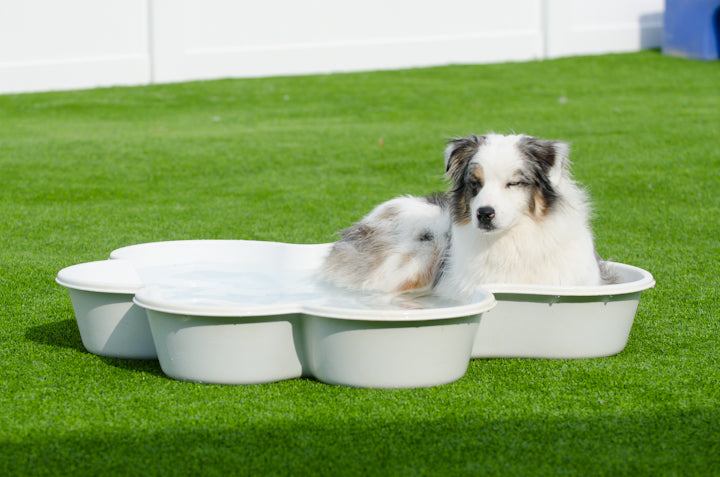 Two Paw Pool Package – Dog Pools