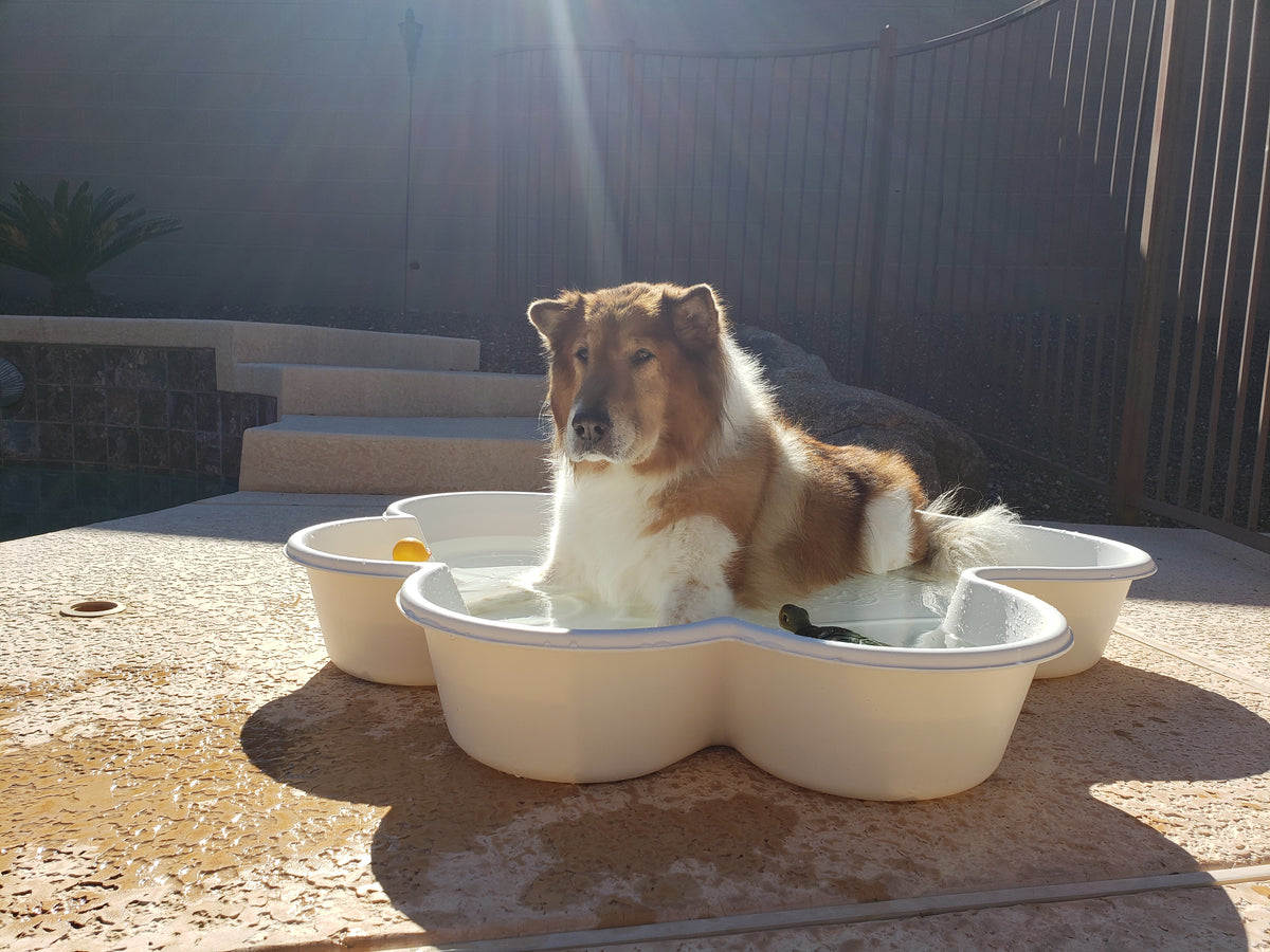 3 Bone Pools and 1 Paw Pool Package – Dog Pools