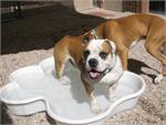 1 Bone Pool 1 Paw Pool Package – Dog Pools