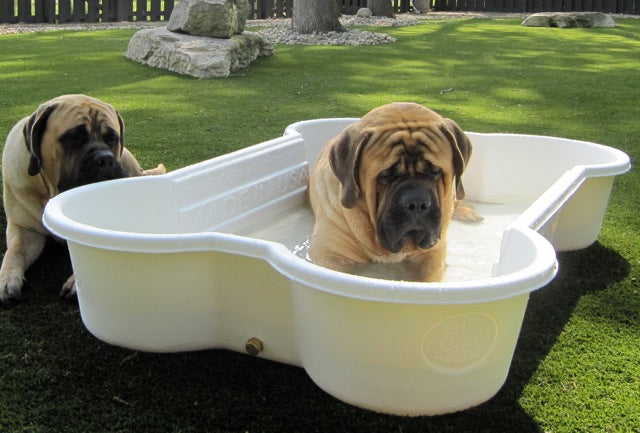 3 Bone Pools and 1 Paw Pool Package – Dog Pools